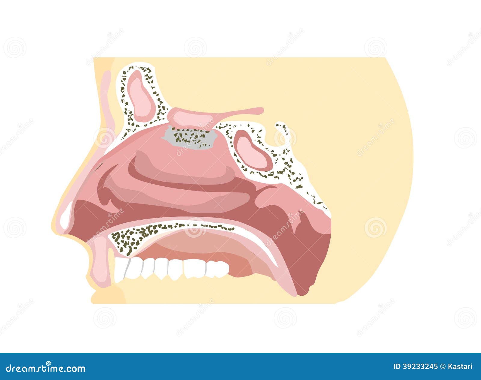 Diagramme de nez illustration de vecteur. Illustration du cadre - 39233245