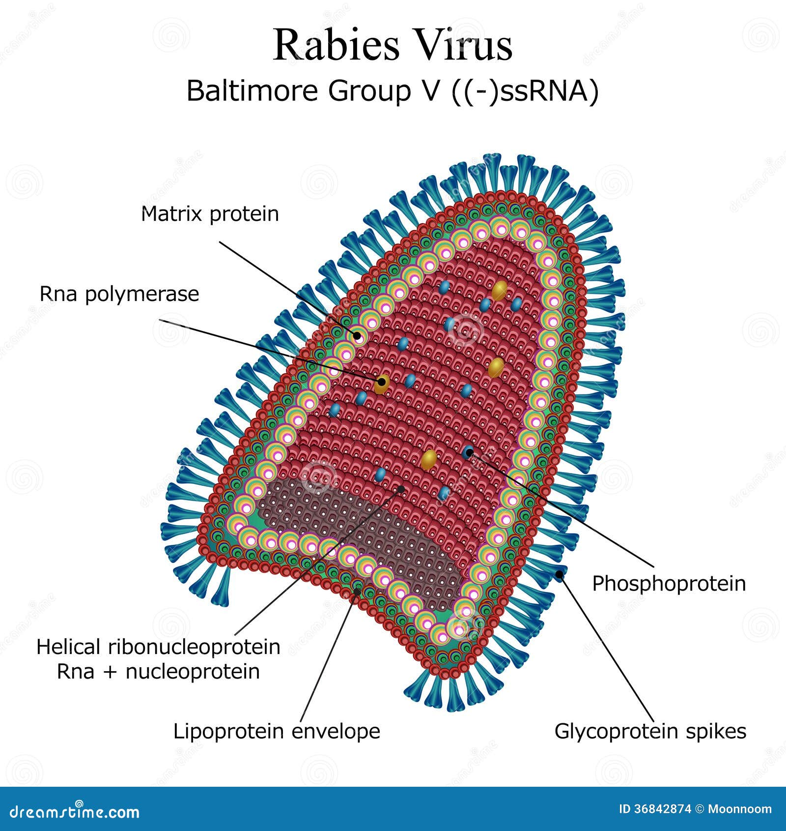 Diagramme De Structure De Particules De Virus De La Rage Illustration ...