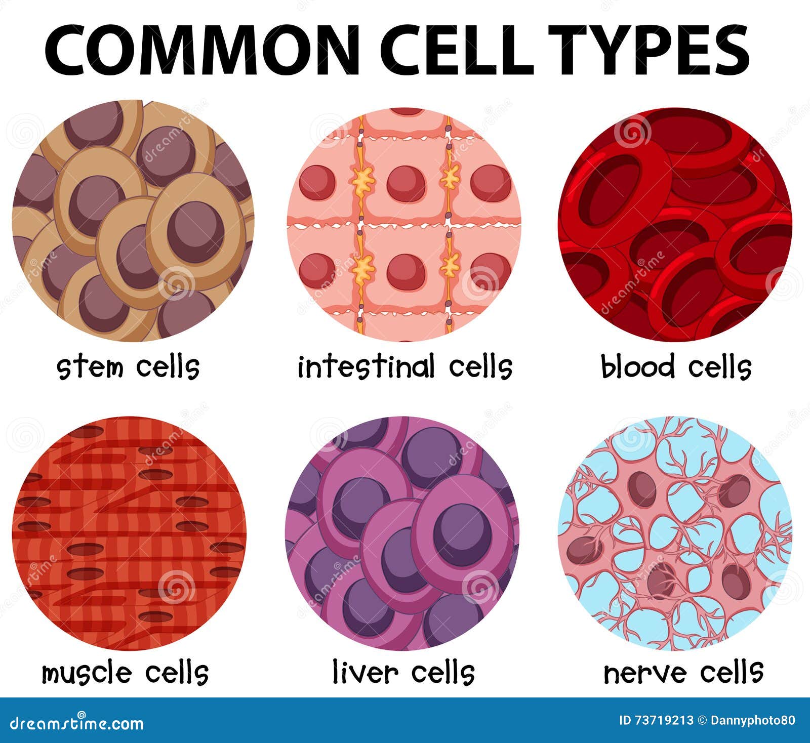 Diagramme Des Types Communs De Cellules Illustration de Vecteur ...