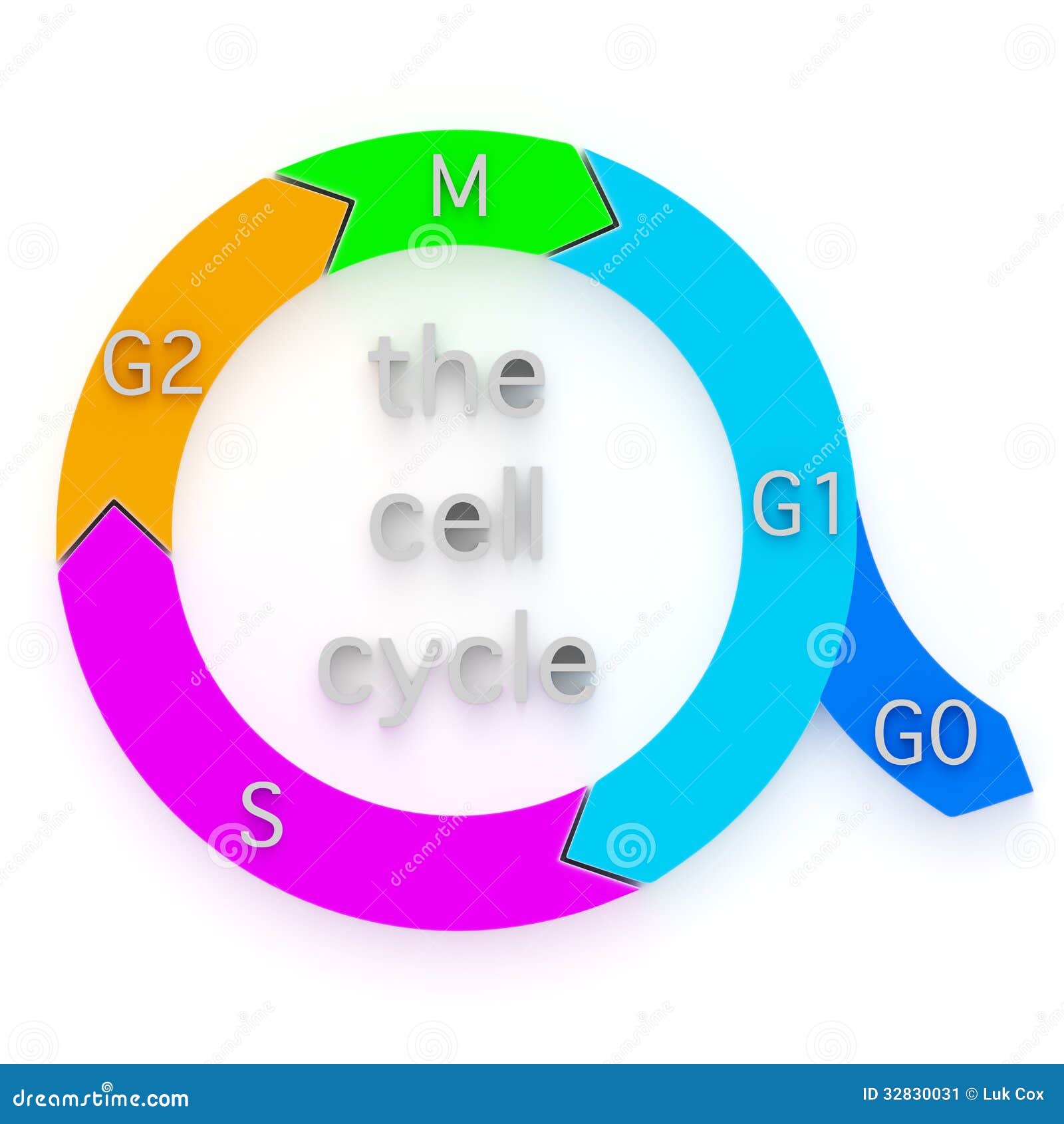 Diagramme Du Cycle Cellulaire Illustration Stock - Illustration du ...