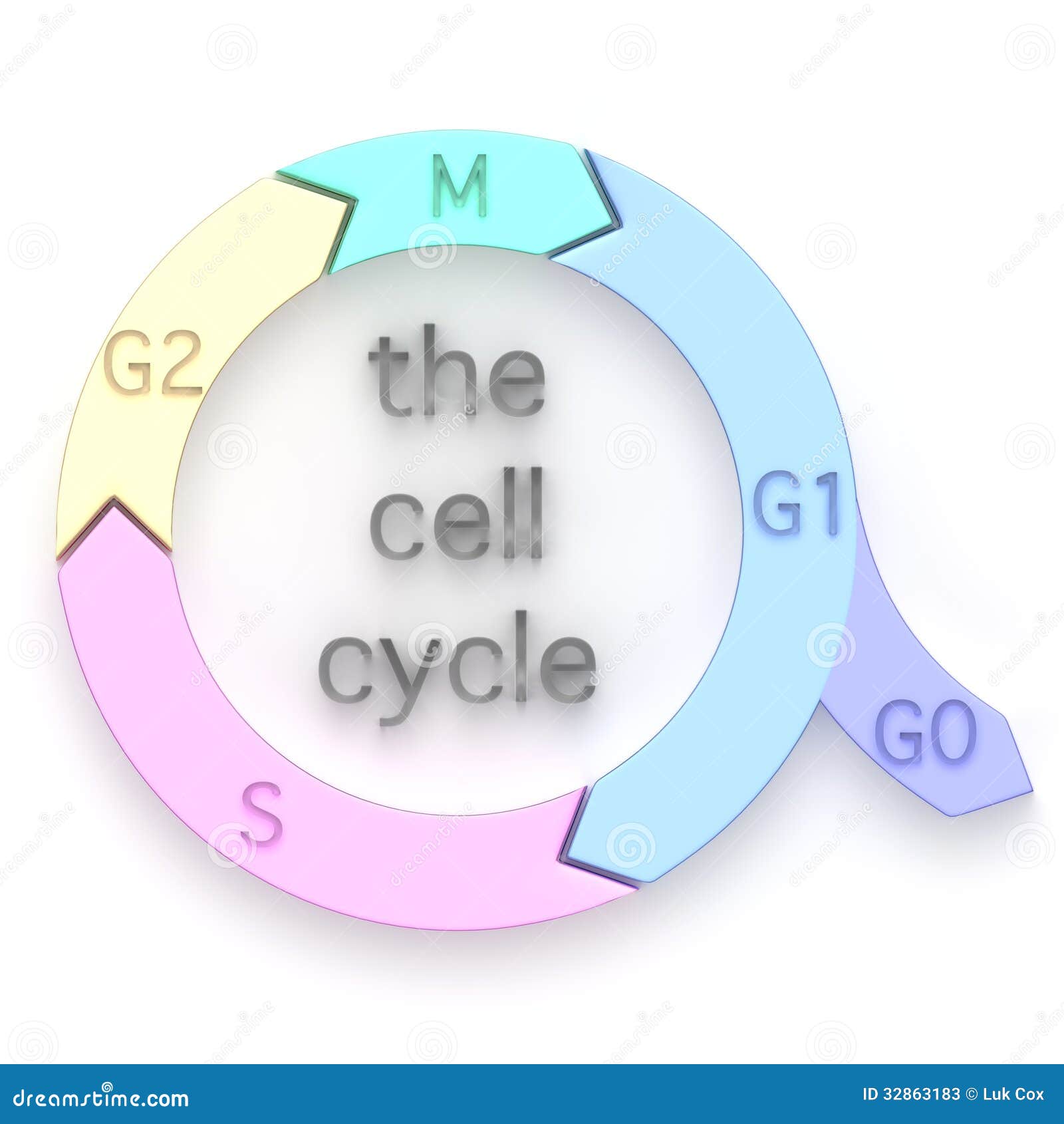 Diagramme Du Cycle Cellulaire Illustration Stock - Illustration du ...