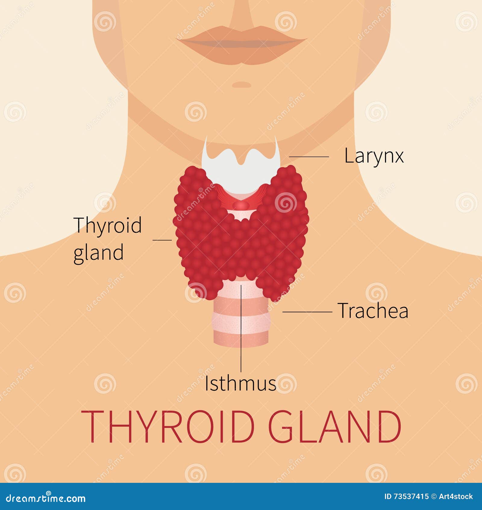 Diagramme Humain De Glande Thyroïde Illustration Stock - Illustration ...