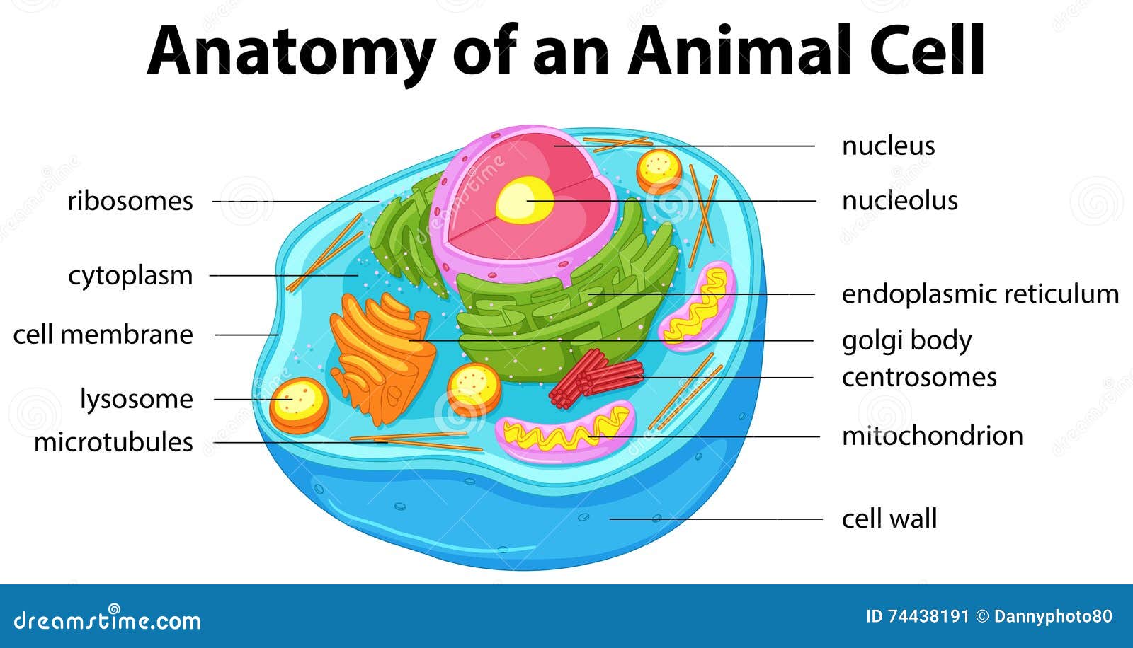 Diagramme Montrant L'anatomie De La Cellule Animale Illustration de ...