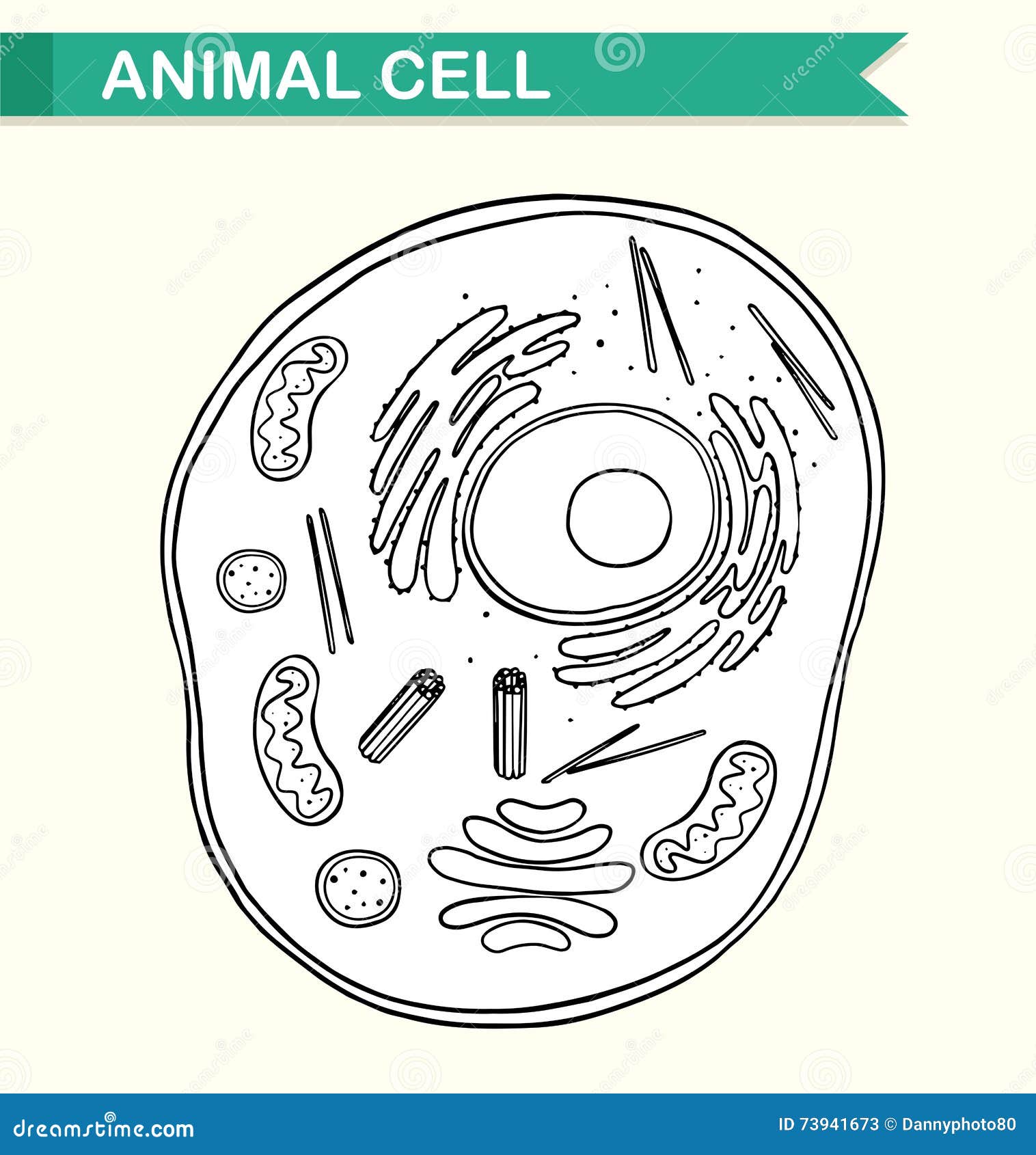 Diagramme Montrant La Cellule Animale Illustration de Vecteur ...