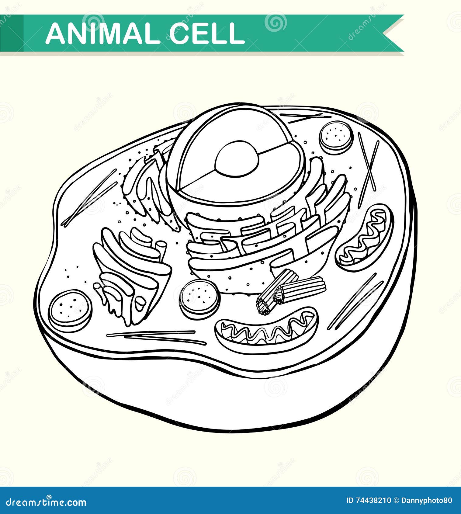 Diagramme Montrant La Cellule Animale Illustration de Vecteur ...