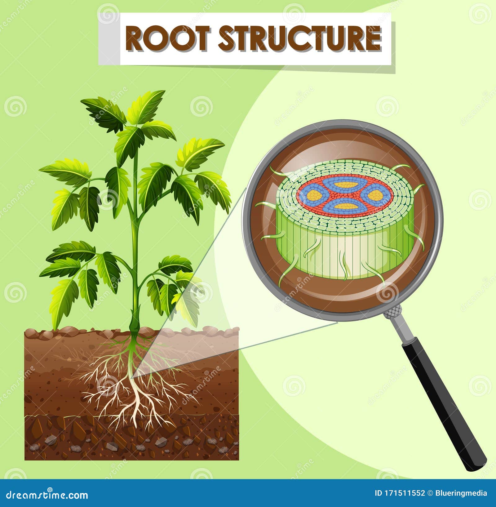 Diagramme Montrant La Structure D'une Plante Illustration de Vecteur ...