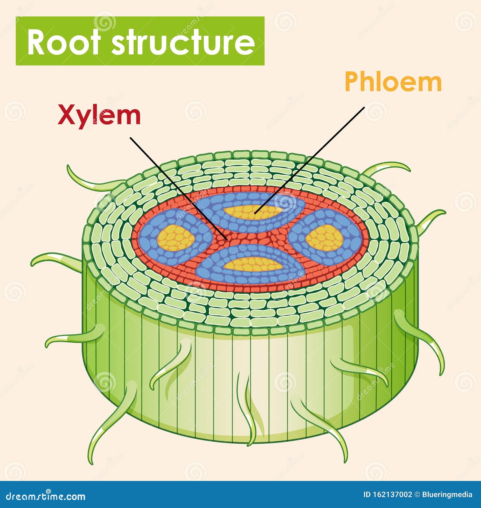 Diagramme Montrant La Structure Racine Illustration de Vecteur ...