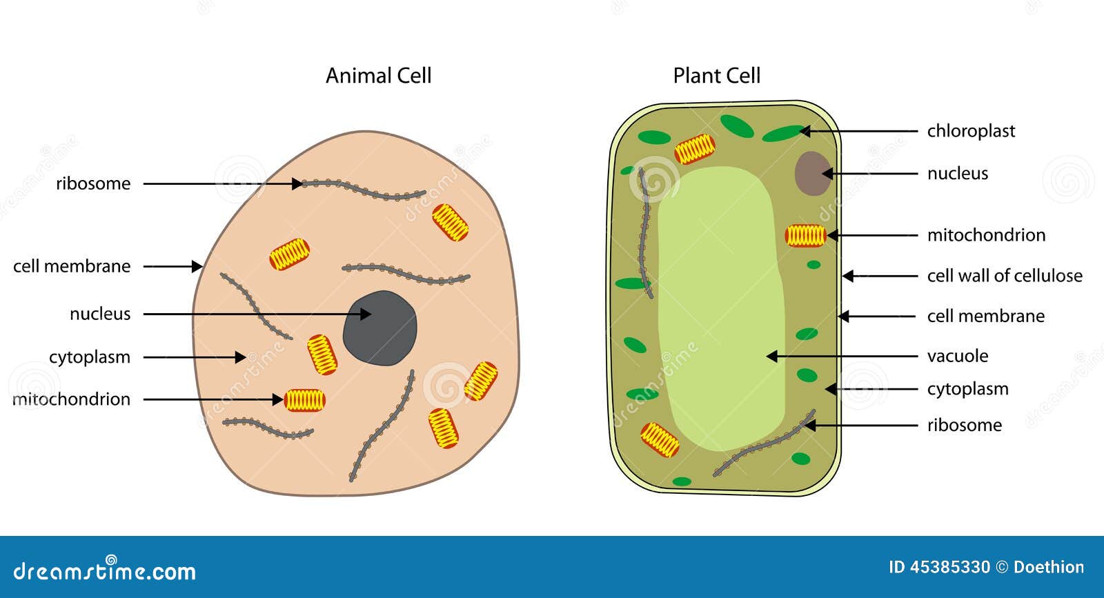 Diagrammen Van Dier En Plant Cellen Vector Illustratie - Illustratie ...