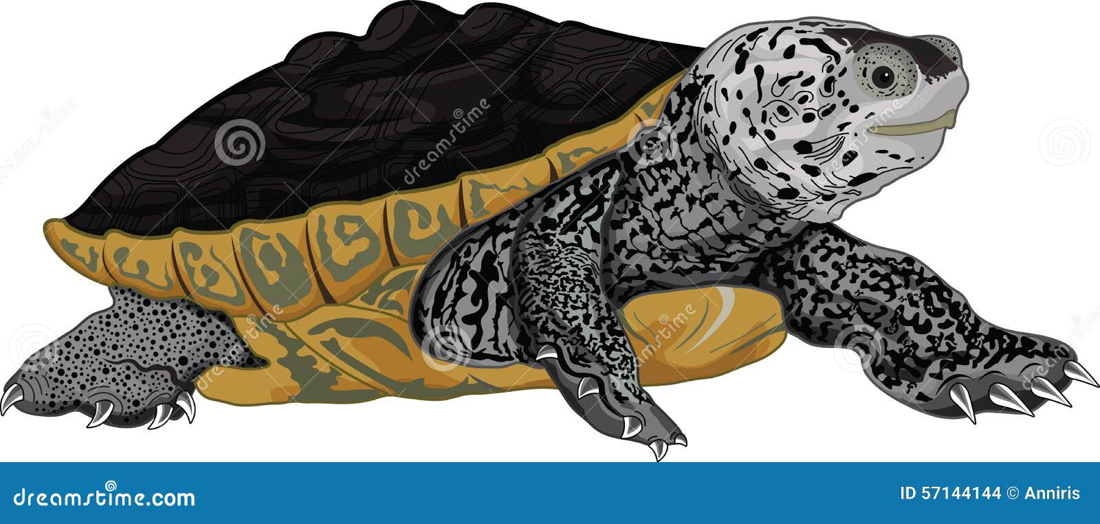 Diamon back turtle stock vector. Illustration of maryland - 57144144