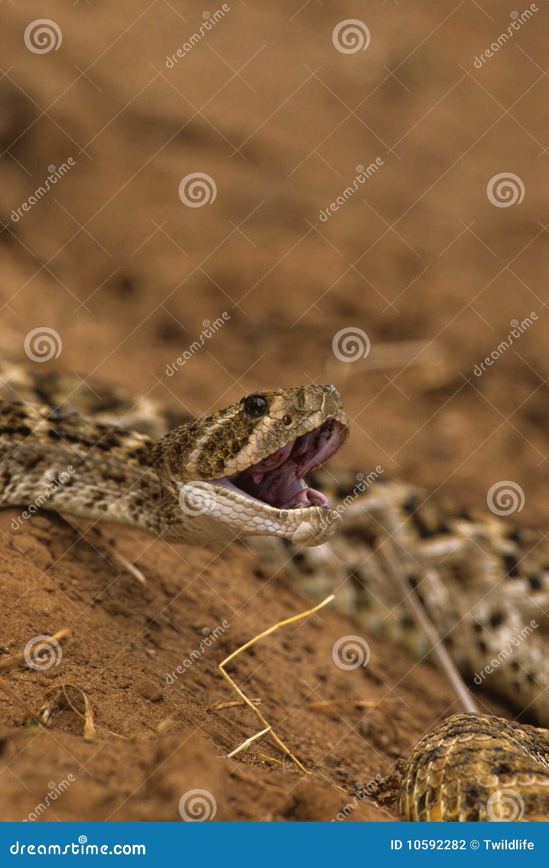 Diamonback Rattler stock photo. Image of reptile, venom - 10592282