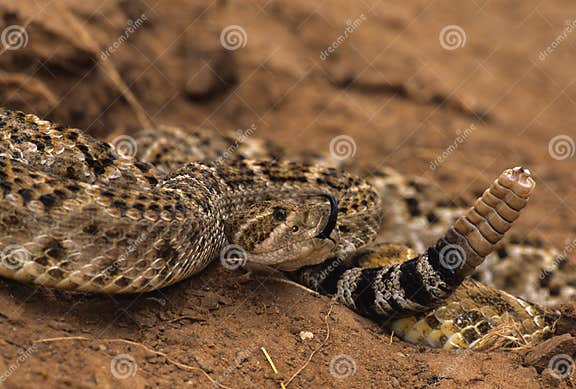 Diamonback Rattler Coiled stock photo. Image of coil - 10592316