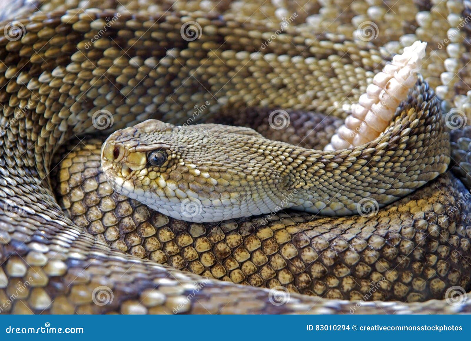 Diamond Back Rattle Snake Picture. Image: 83010294