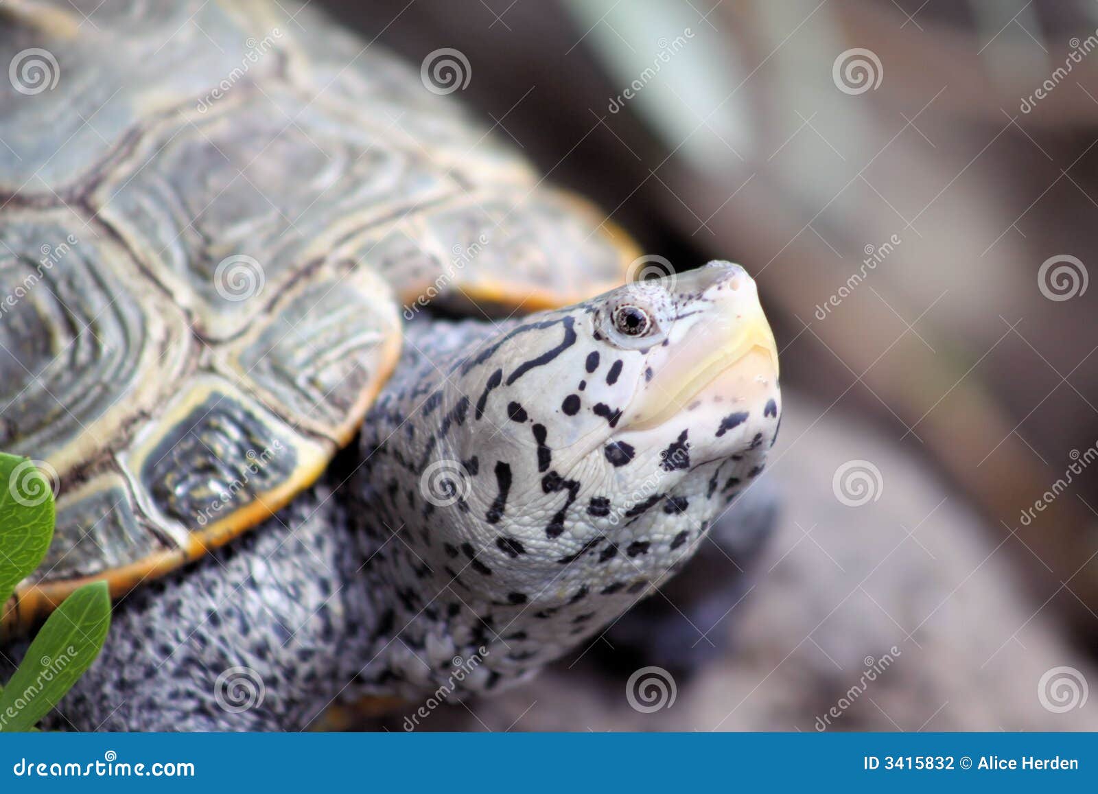 Back Of Turtle Texture. Stock Image | CartoonDealer.com #126754435