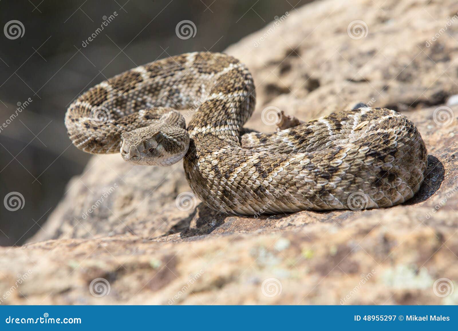 Diamond-backed Rattlesnake Warming on a Rock Stock Image - Image of ...