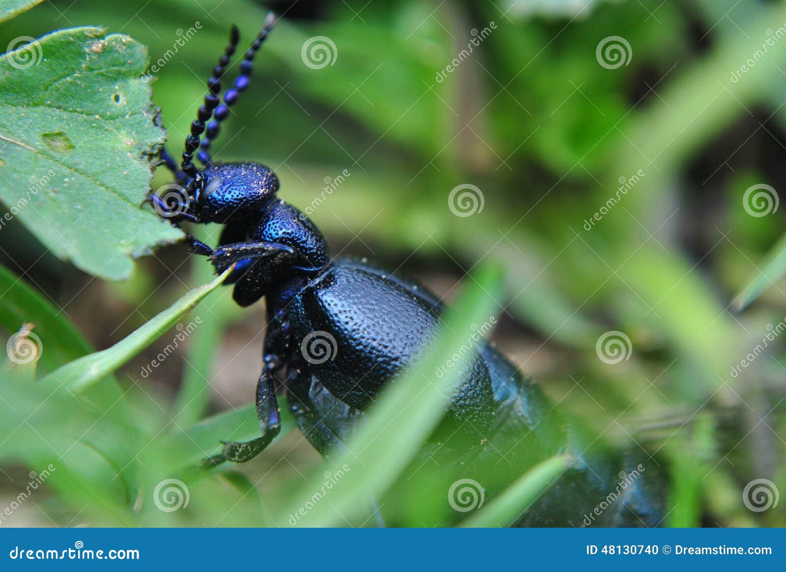 Diamond beetle stock photo. Image of nature, beattle - 48130740