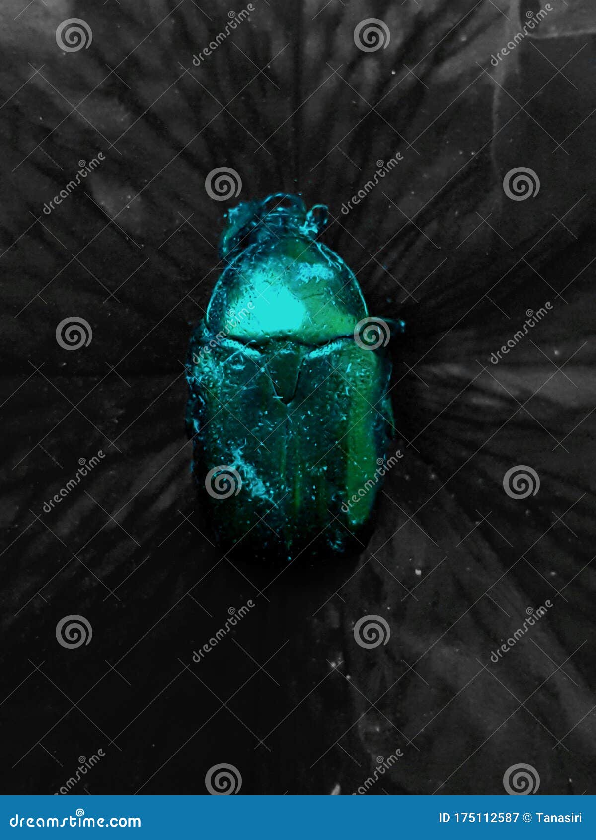 Diamond bug in green stock image. Image of diamond, green - 175112587