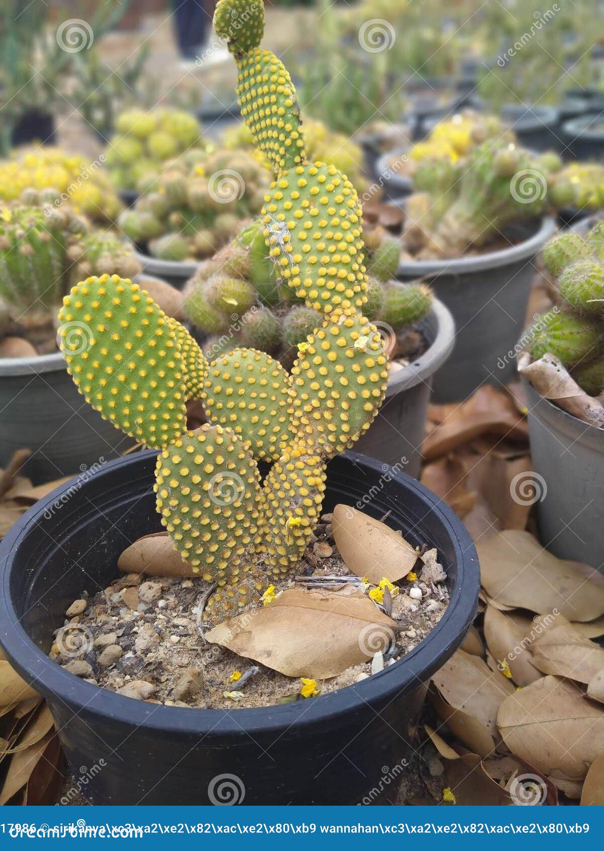 Diamond Cylinder Tree stock photo. Image of tree, cylinder - 176217986