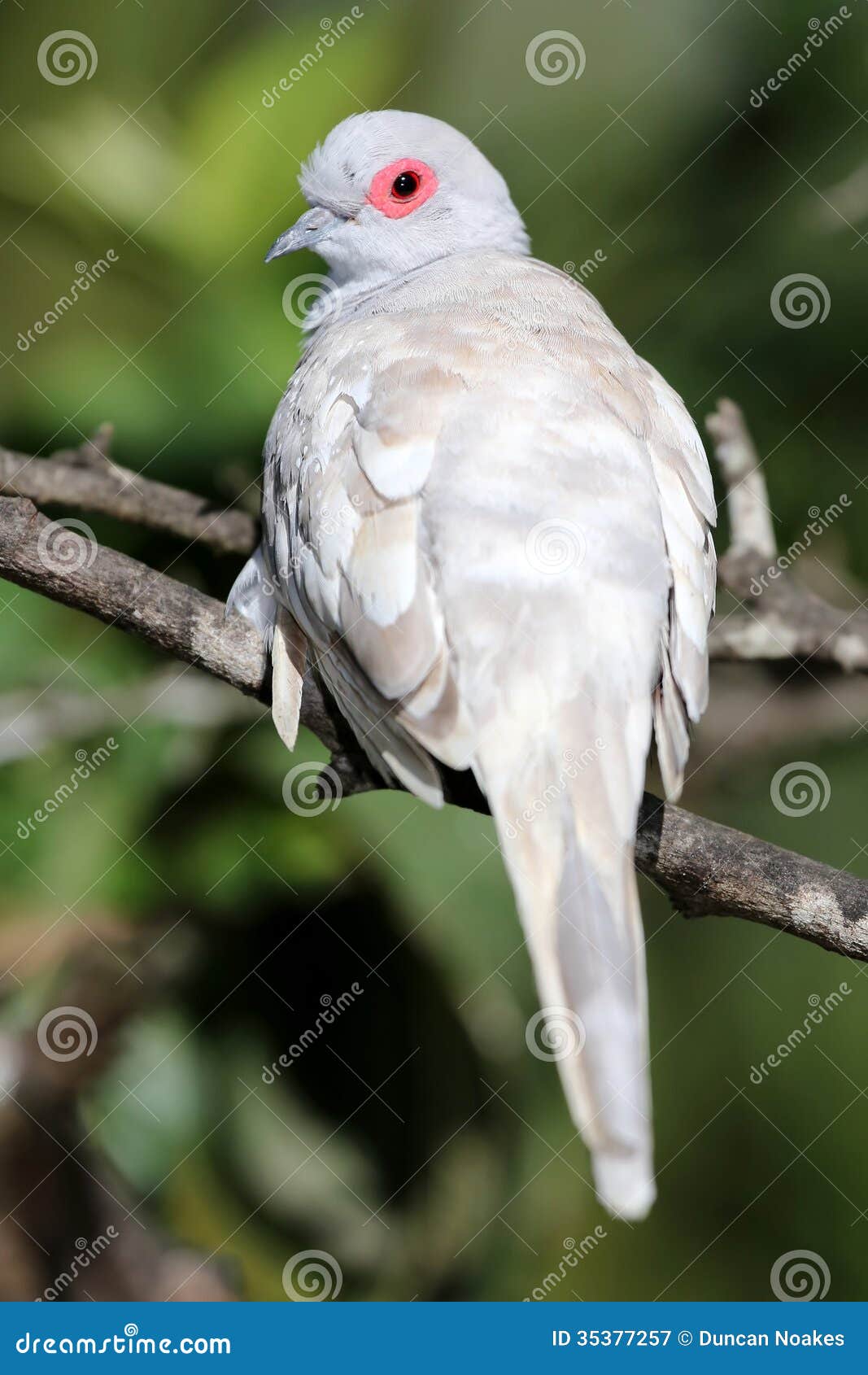 A Diamond Dove Pigeon Standing On The Top Of A Ledge With The Fenced ...