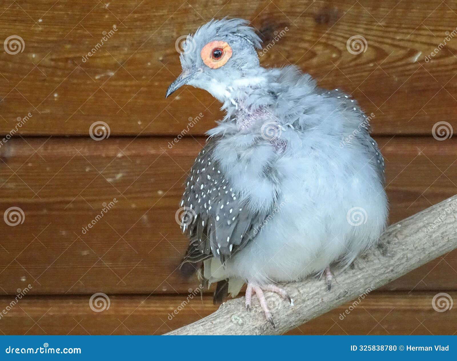 The Diamond Dove (Geopelia Cuneata Stock Photo - Image of diamond ...