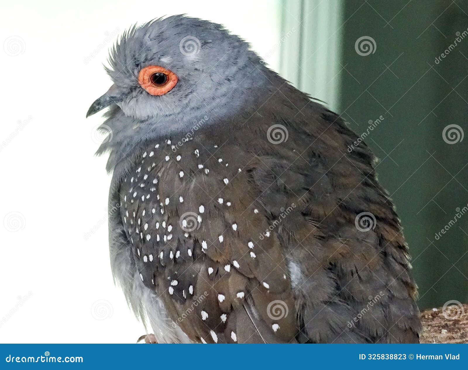 The Diamond Dove (Geopelia Cuneata Stock Image - Image of diamonddove ...