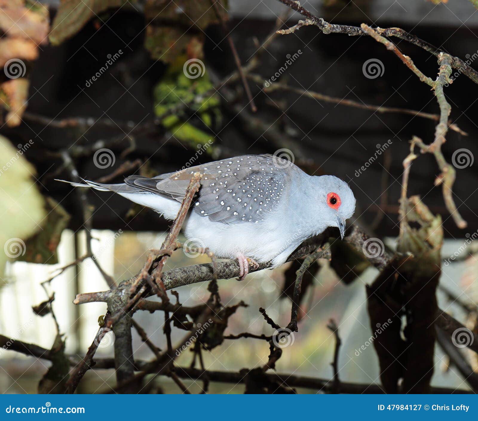 A Diamond Dove Pigeon Standing On The Top Of A Ledge With The Fenced ...