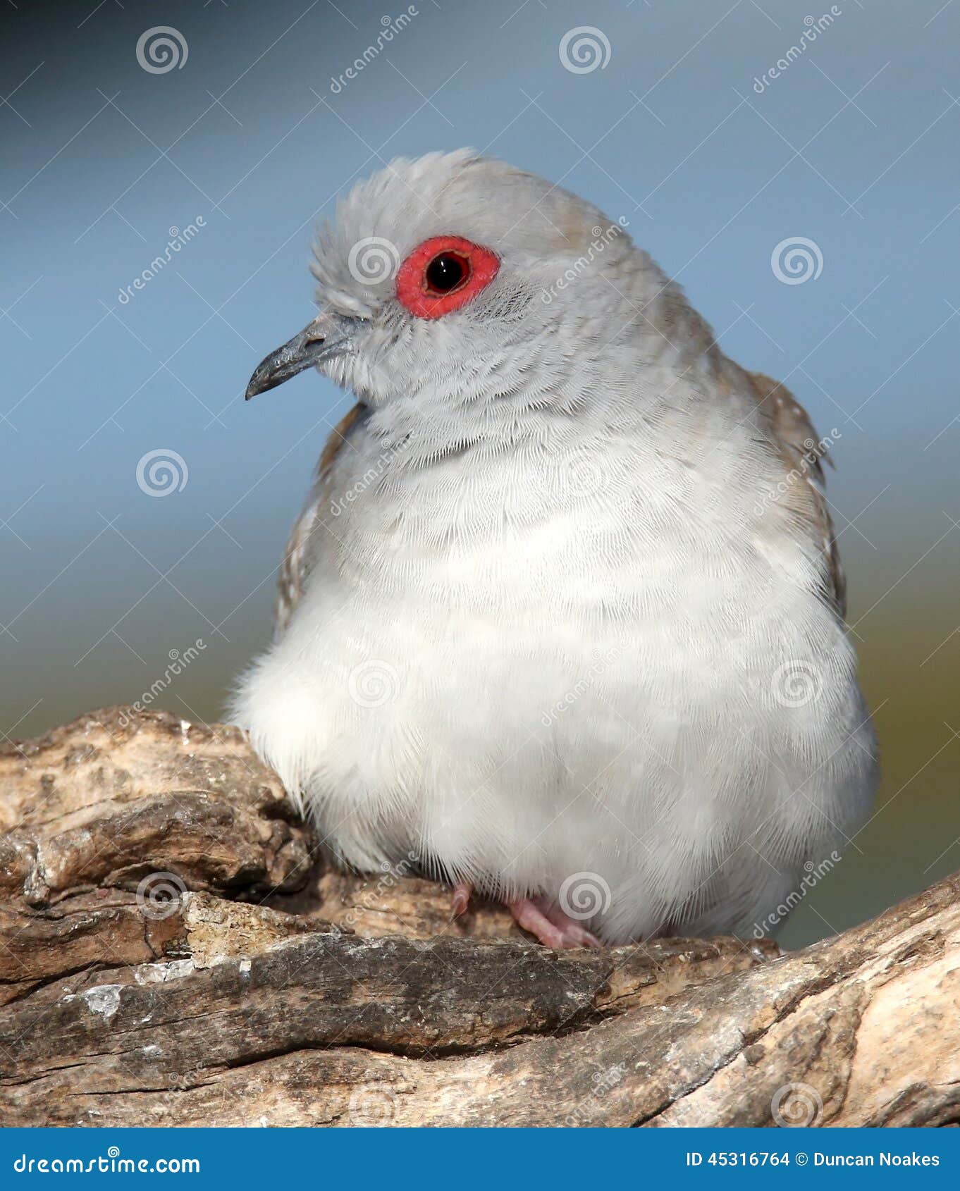 Diamond Dove Portrait stock photo. Image of dove, outdoors - 45316764