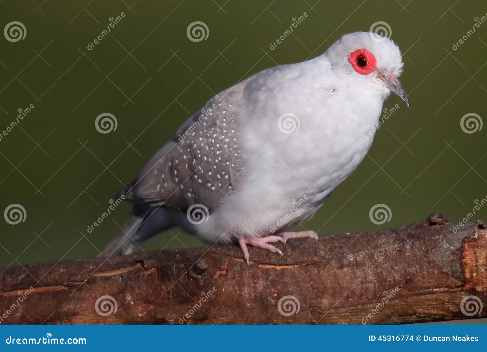 520 Orange Pigeon Color Dove Photos - Free & Royalty-Free Stock Photos ...