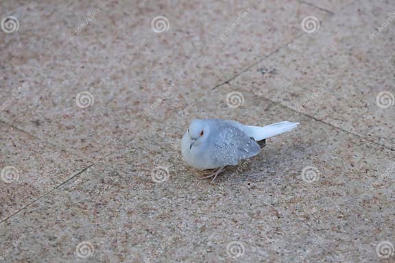 A Diamond Dove is the Smallest Australian Dove Editorial Stock Photo ...