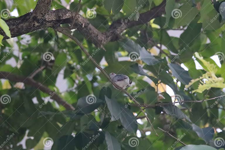A Diamond Dove is the Smallest Australian Dove Stock Image - Image of ...