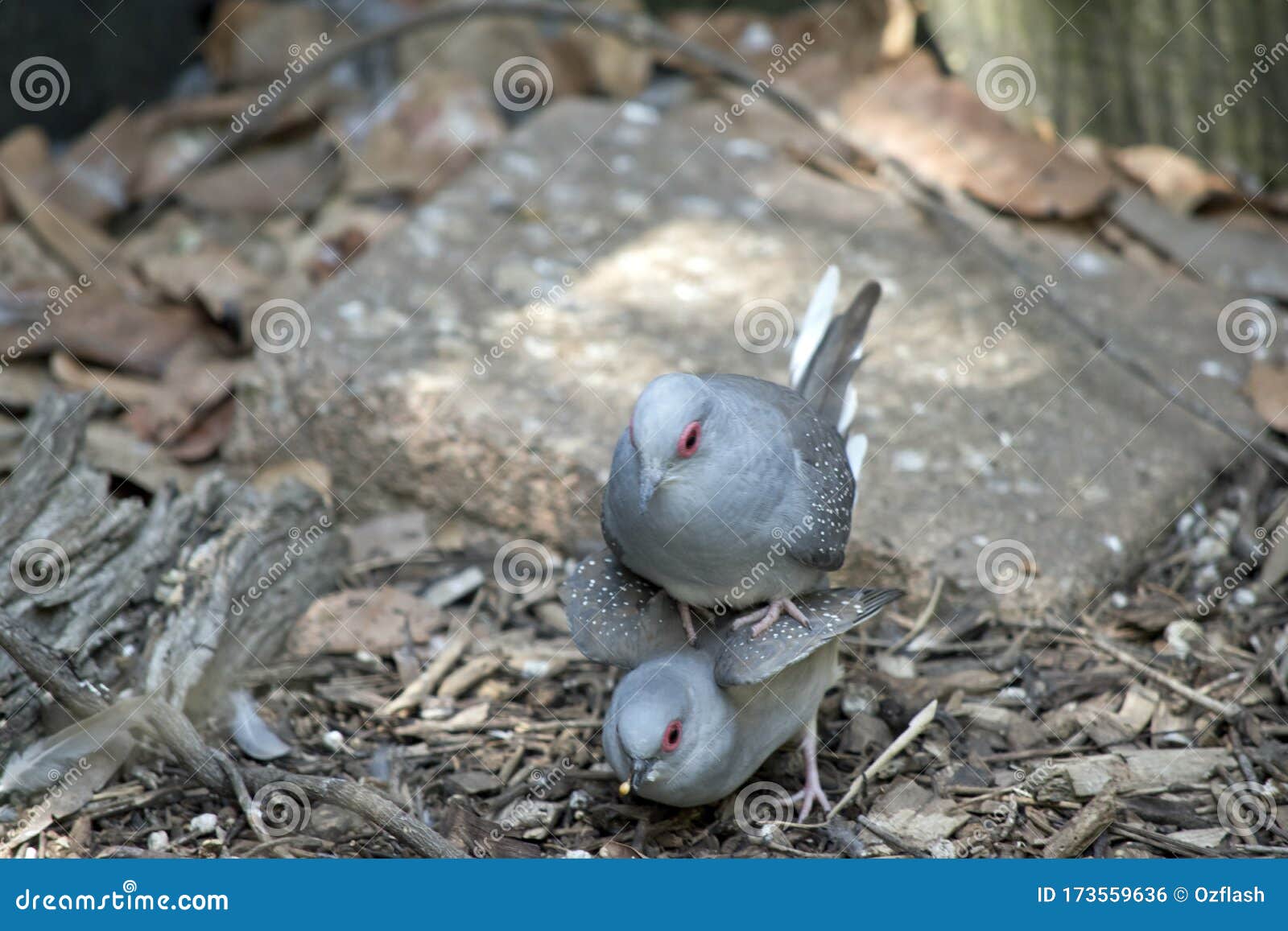 The Diamond Doves Are Mating Stock Photo | CartoonDealer.com #173559636