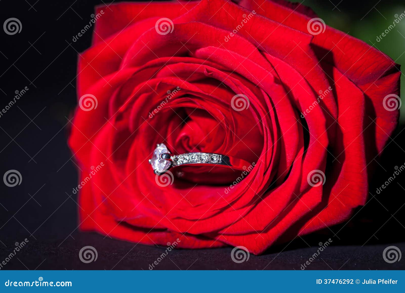 Diamond Engagement Ring in the Heart of a Red Rose Stock Photo - Image ...