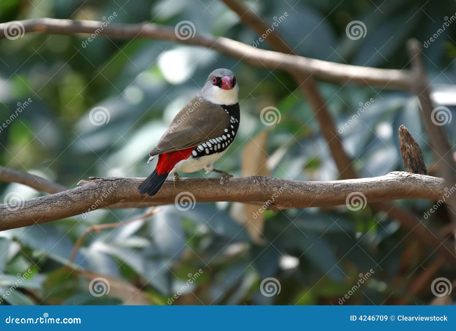 Diamond Firetail Finch Bird Stock Image - Image of bird, australian ...