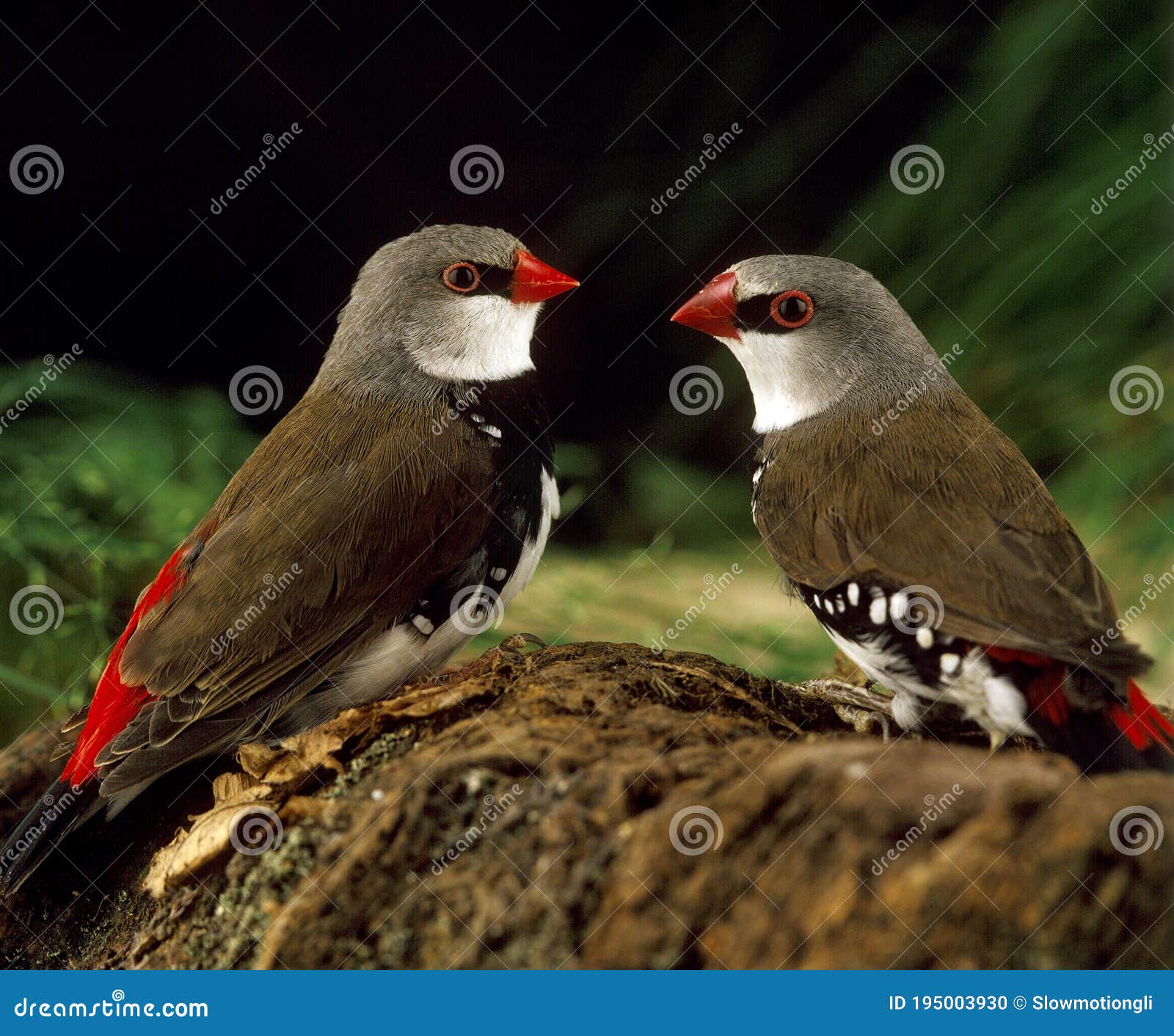 Diamond Firetail, Stagonopleura Guttata, Adult Royalty-Free Stock Photo ...
