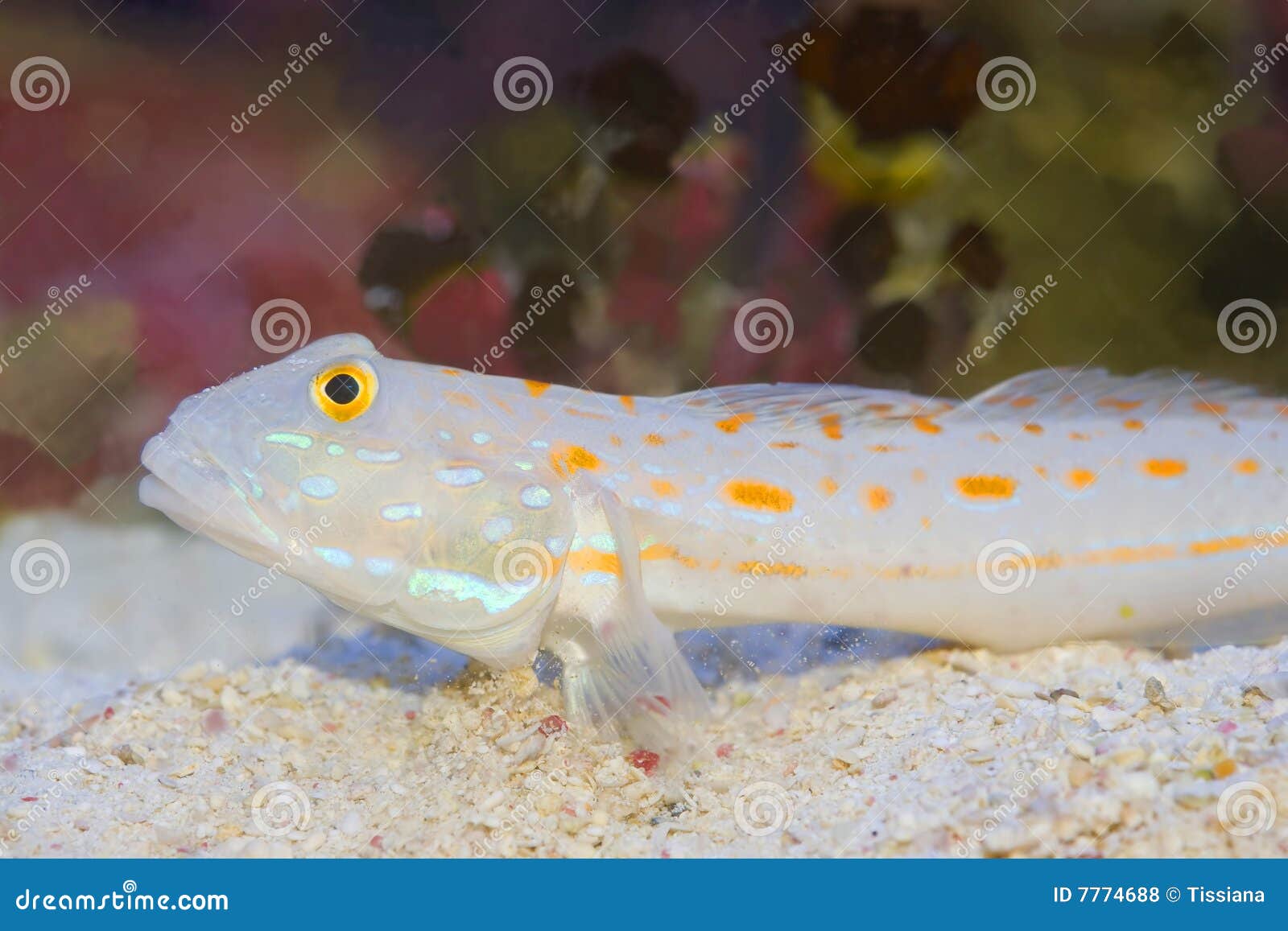 Diamond Goby Fish Sifts Sand Stock Photo - Image of fish, scale: 7774688
