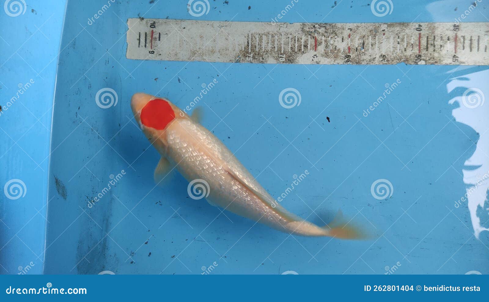 Diamond Koi Fish Swimming in a Blue Pond Stock Photo - Image of ...