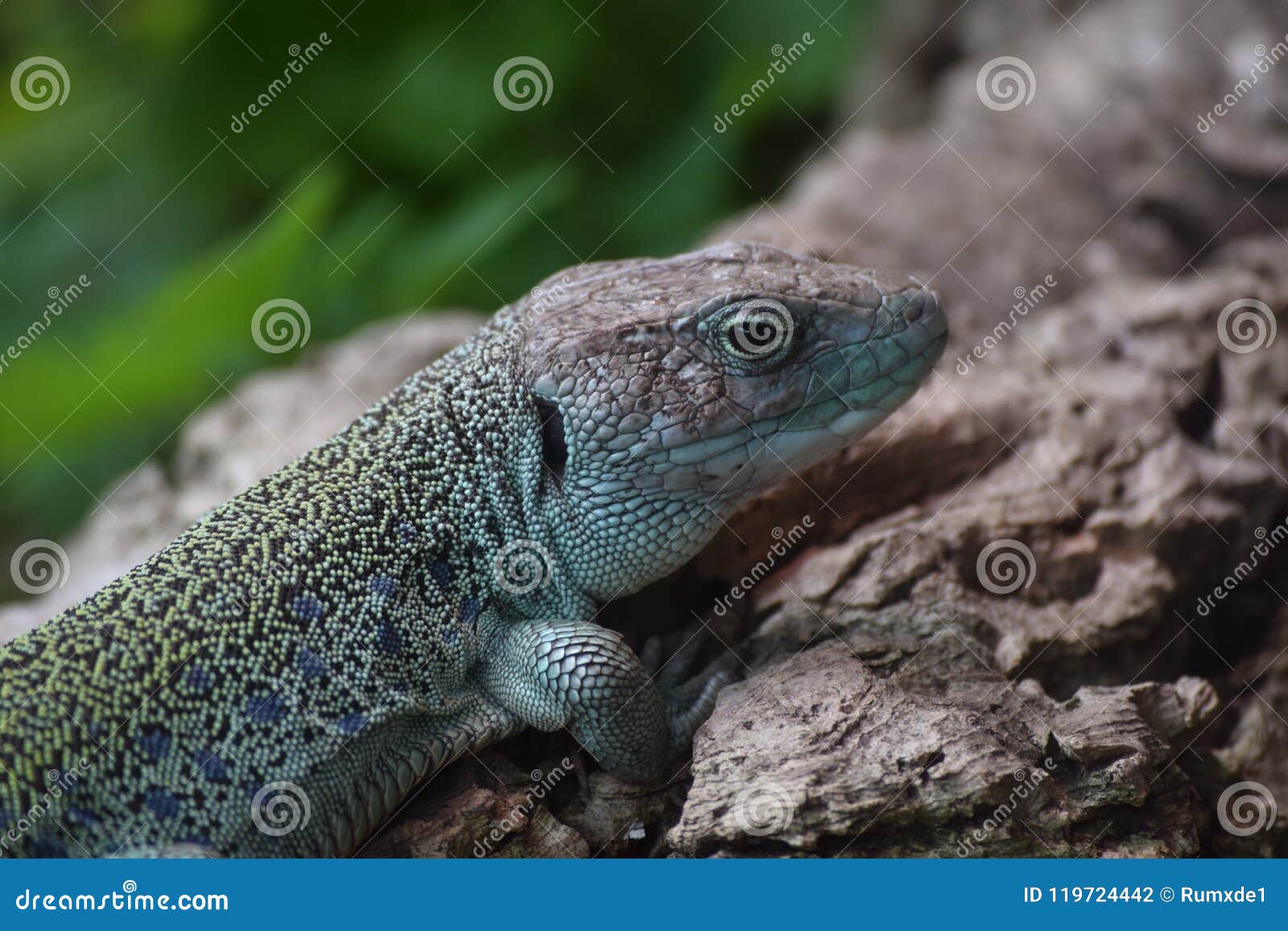 Diamond Lizard stock photo. Image of lacertidae, wildlife - 119724442