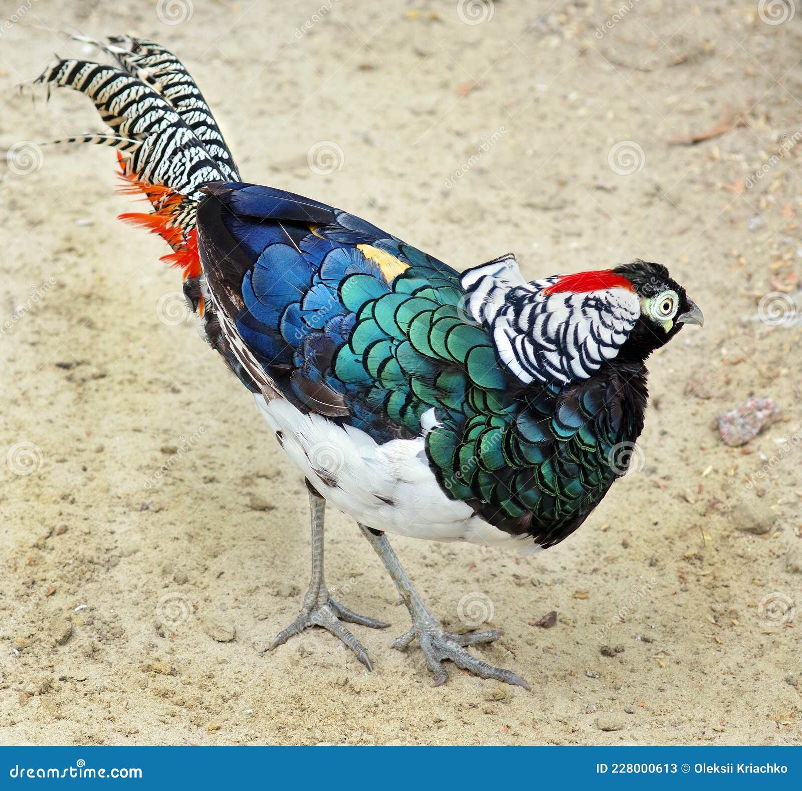 Diamond Pheasant. Colorful Pheasant Stock Image - Image of natural ...