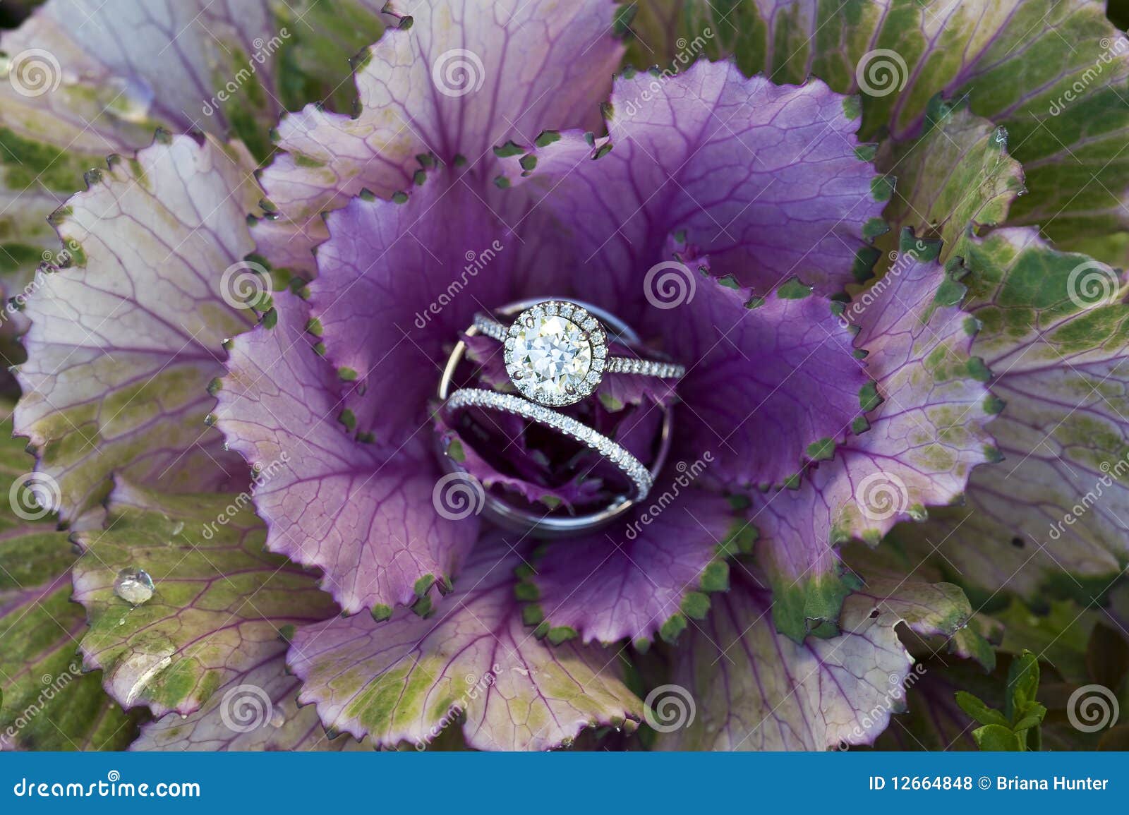 Diamond Promise stock photo. Image of beautiful, arrangement - 12664848