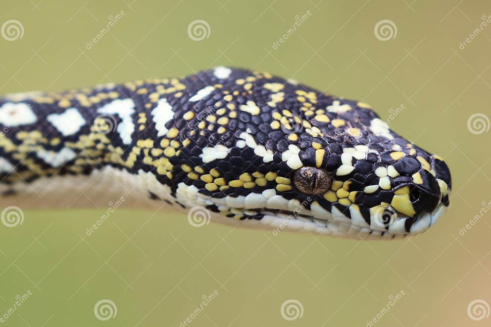 Diamond Python stock image. Image of python, morelia - 202228257