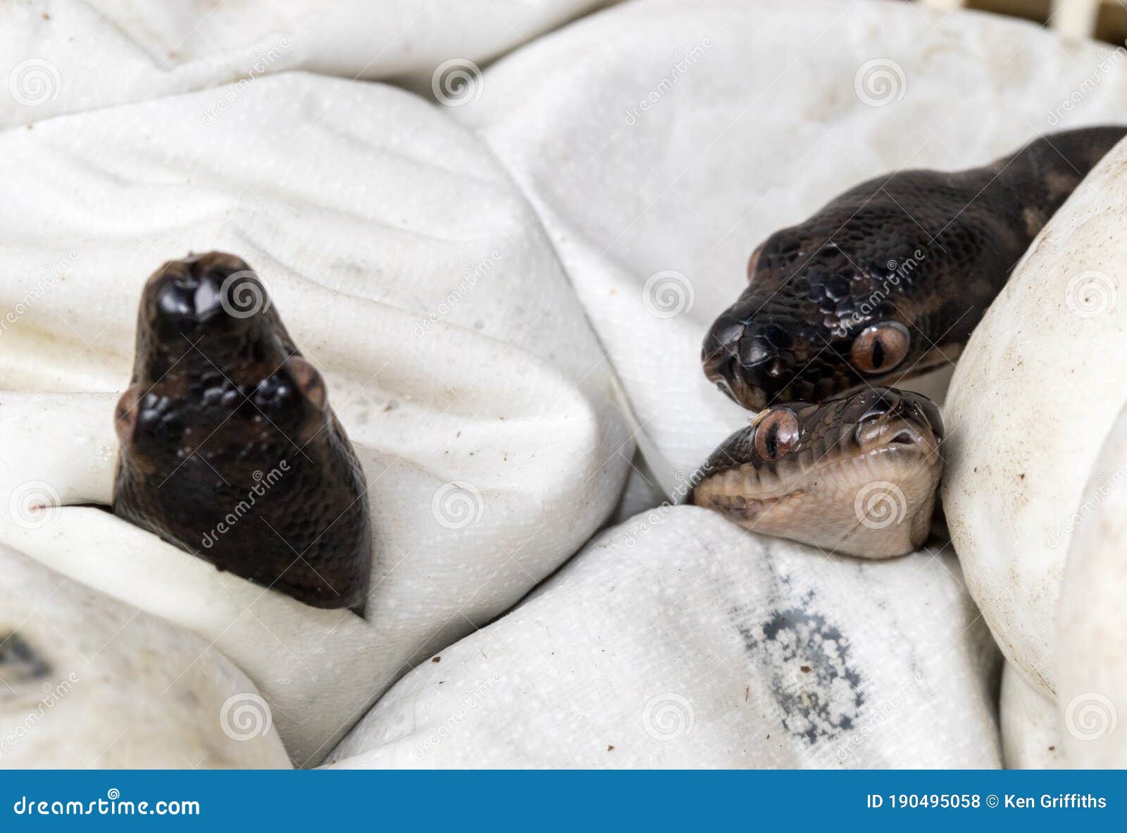 Diamond Python stock photo. Image of morelia, python - 190495058