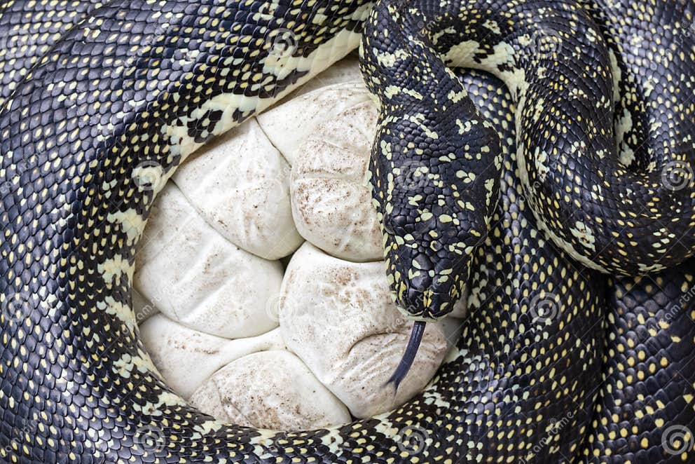 Diamond Python stock photo. Image of snake, eggs, incubating - 239040648
