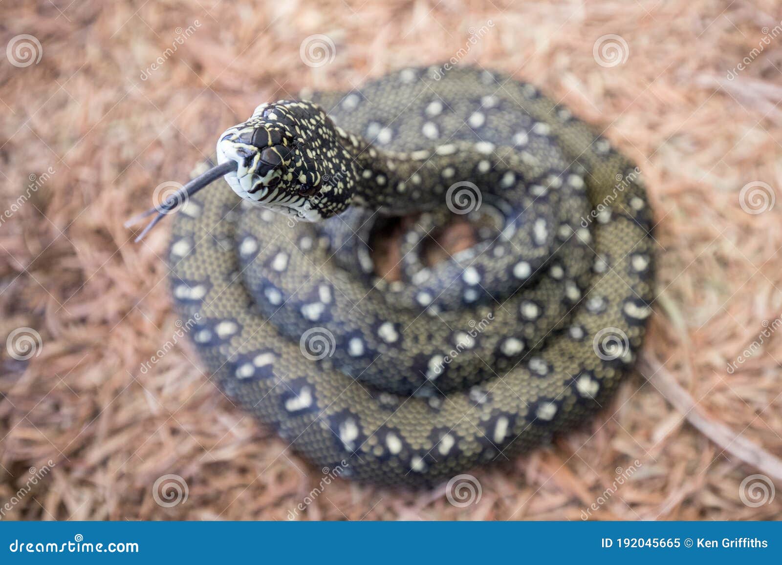 Diamond Python stock image. Image of wildlife, venomous - 192045665