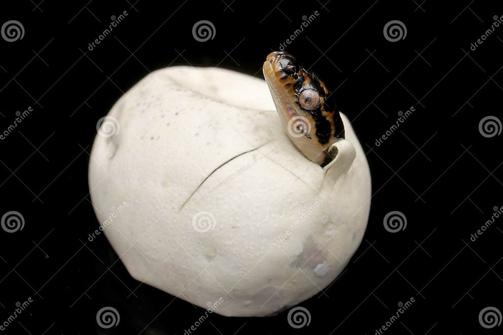 Diamond Python hatching stock photo. Image of spilota - 209348488