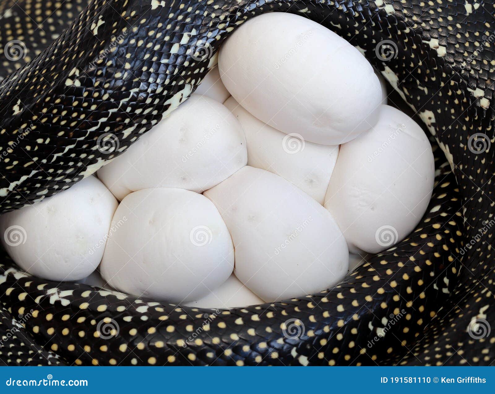 Diamond Python Incubating Eggs Stock Photo - Image of diamond ...