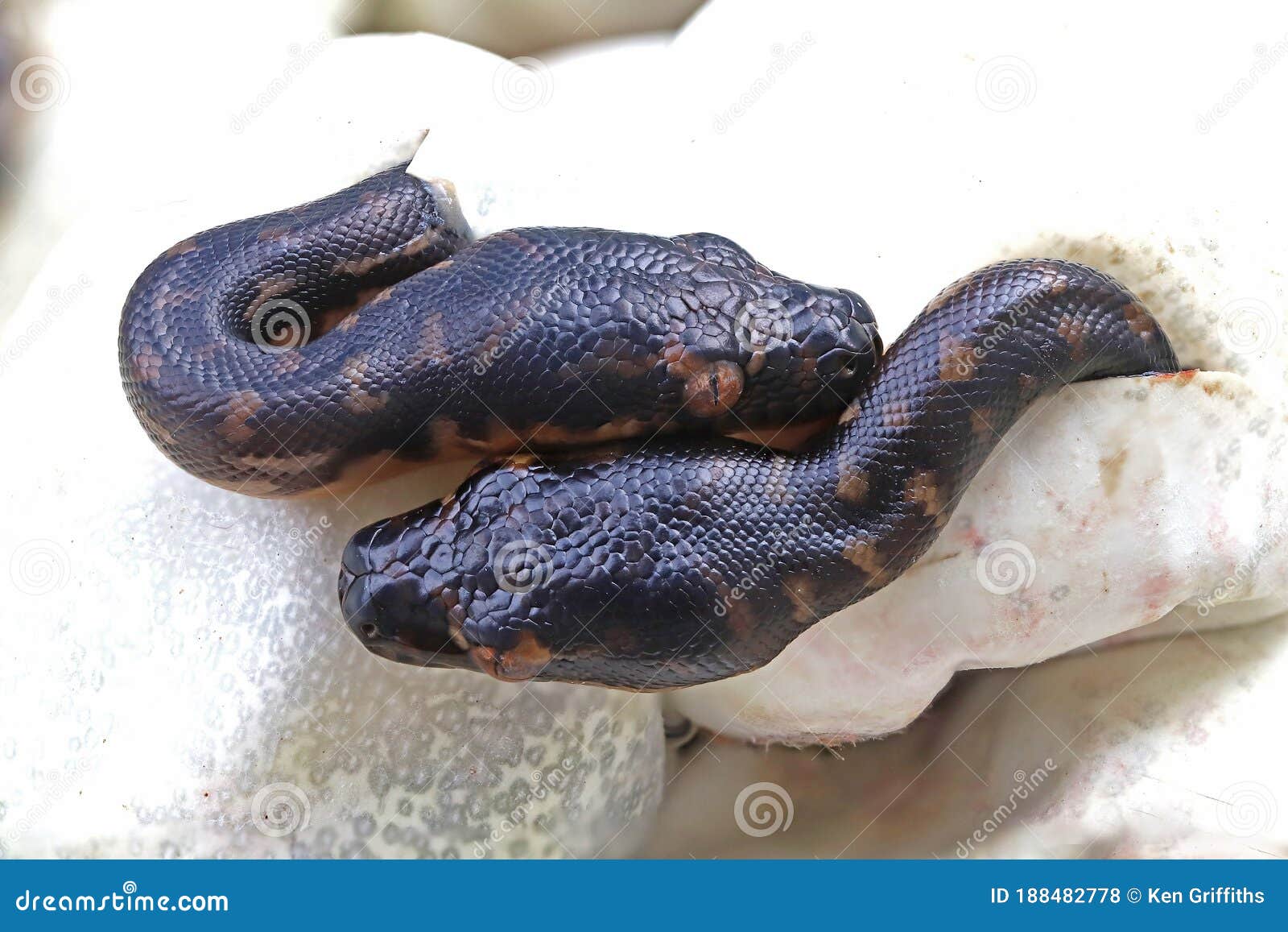 Diamond Python stock photo. Image of snake, eggs, pythons - 188482778