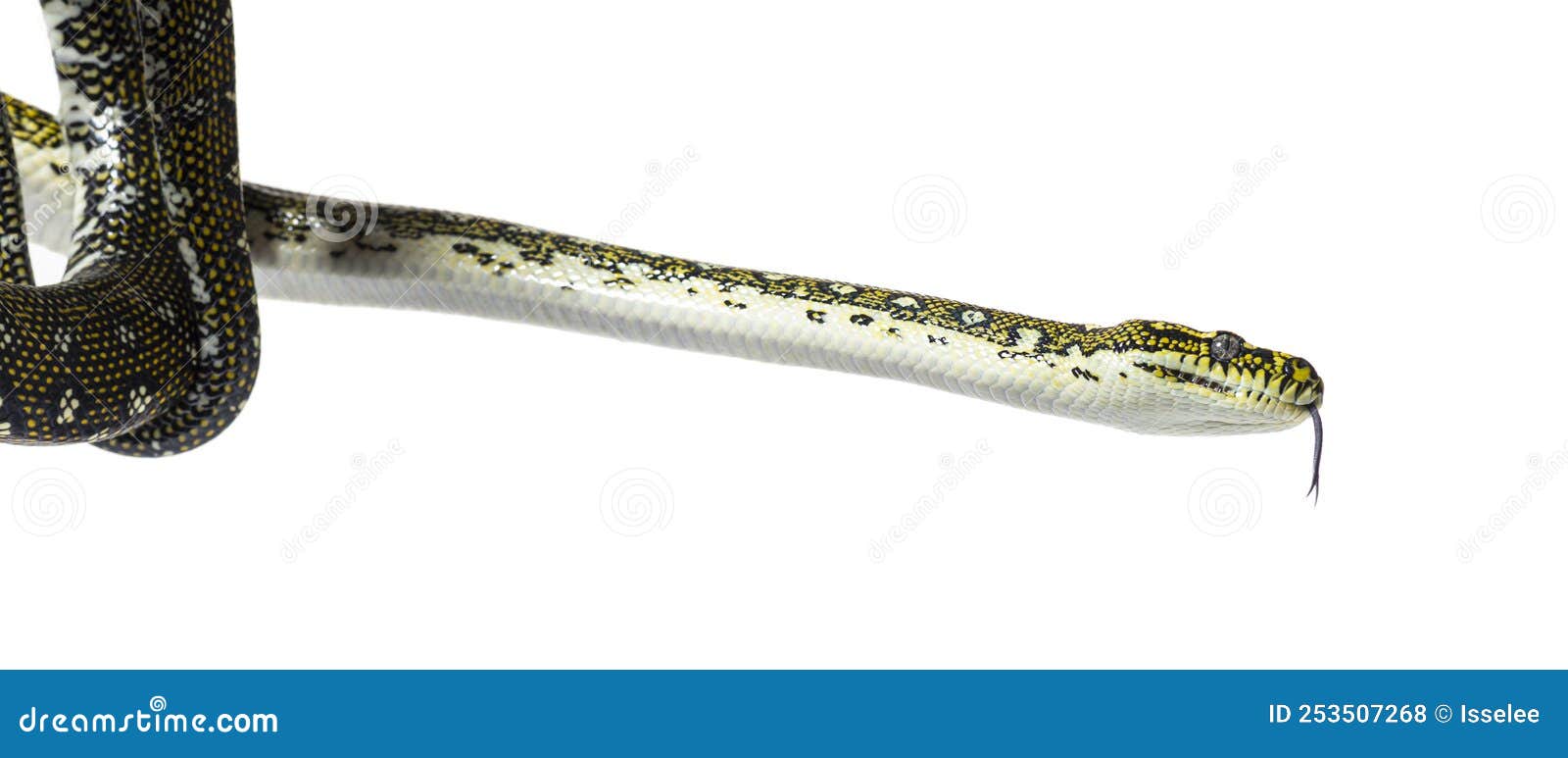 Diamond Python,snake Hanging in the Air Sniffing Tongue Out Stock Photo ...