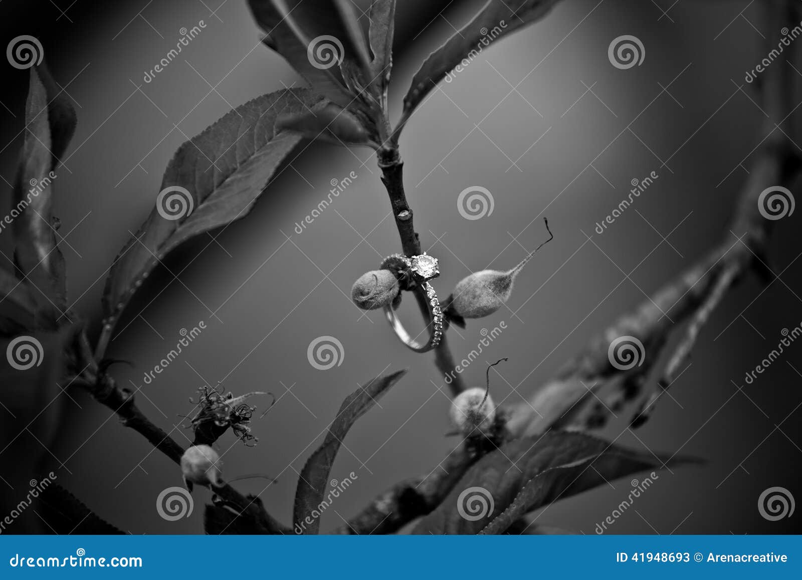 Diamond Ring on Apple Tree stock image. Image of baby - 41948693