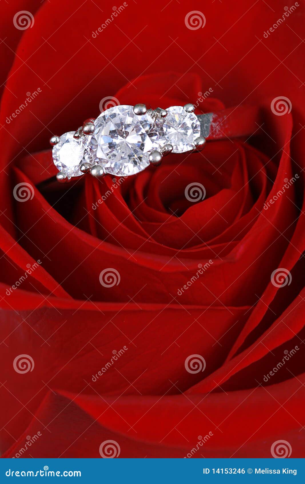 Diamond ring in red rose stock photo. Image of female - 14153246