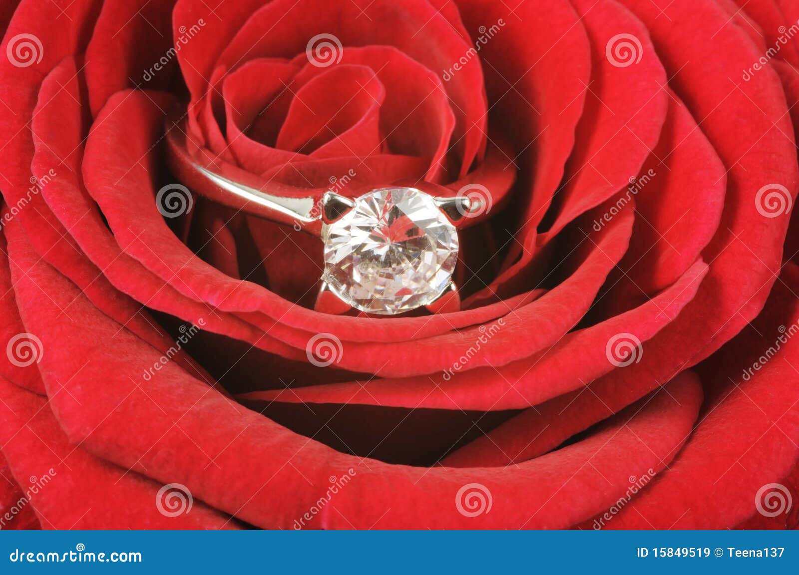 Diamond ring on red rose stock image. Image of luxury - 15849519
