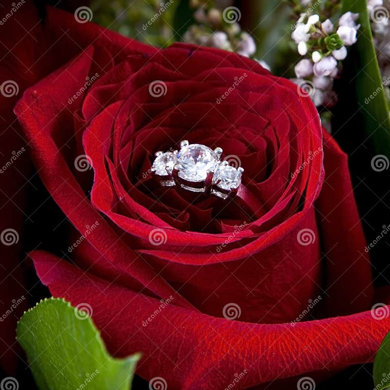 Diamond Ring in Red Rose stock photo. Image of jewelery - 18482786